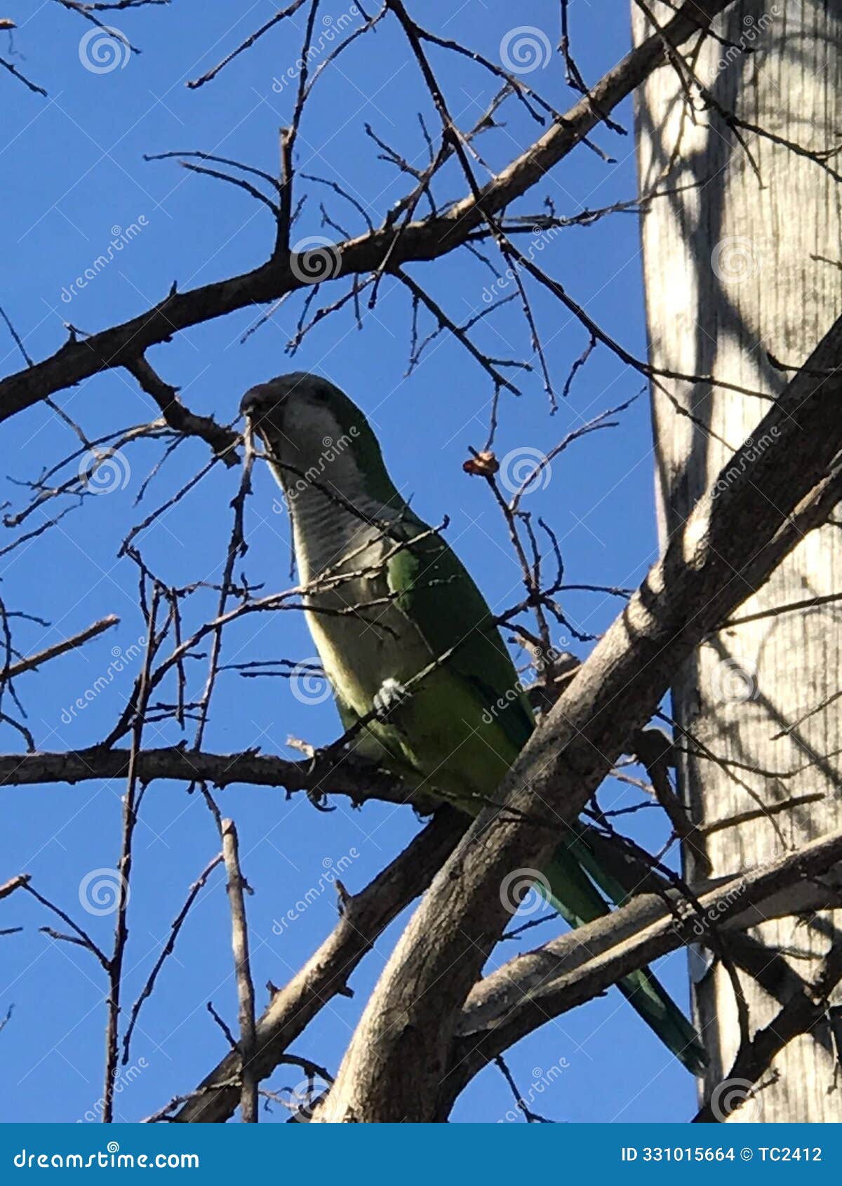 Green Parrot on the Branches of a Tree Stock Photo - Image of outdoor ...