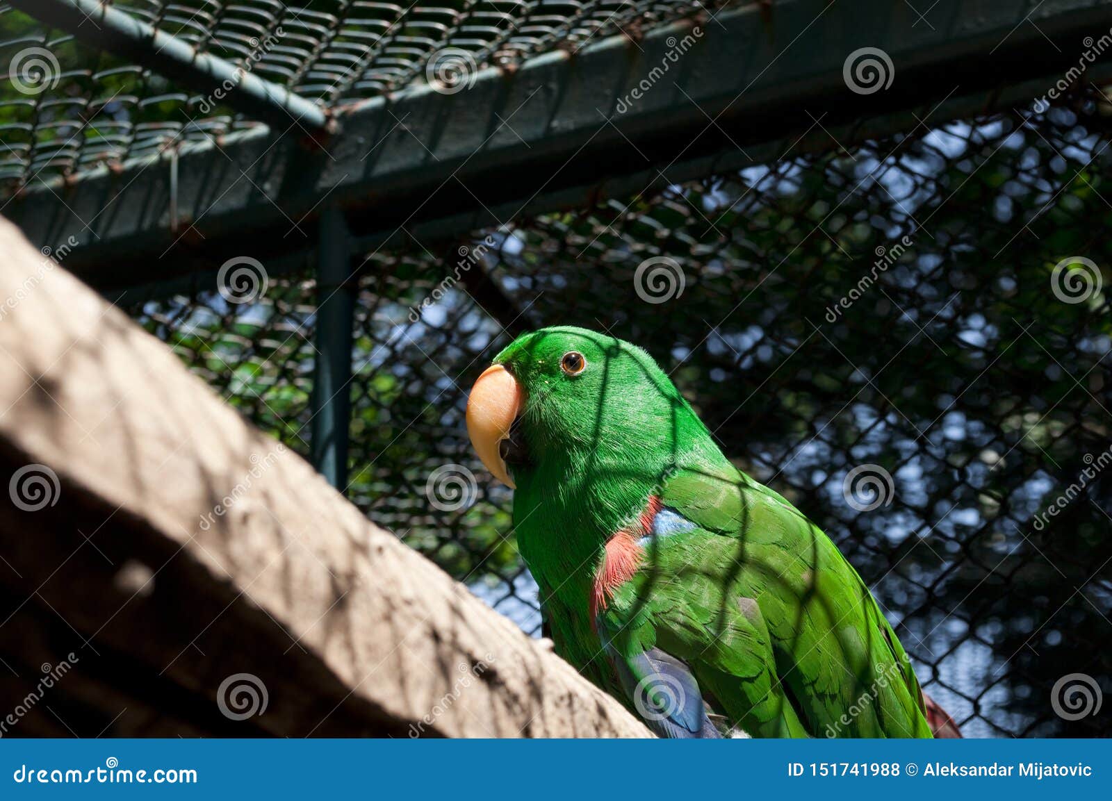 Green parrot in cage stock photo. Image of perching - 151741988