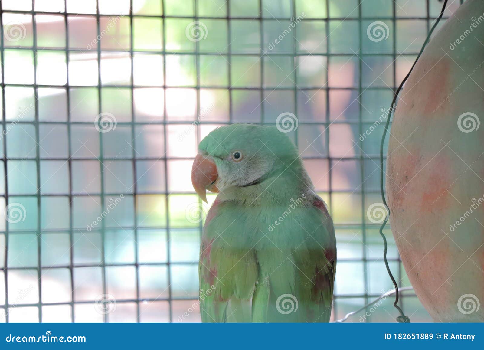 A green parrot in a cage stock image. Image of finch - 182651889