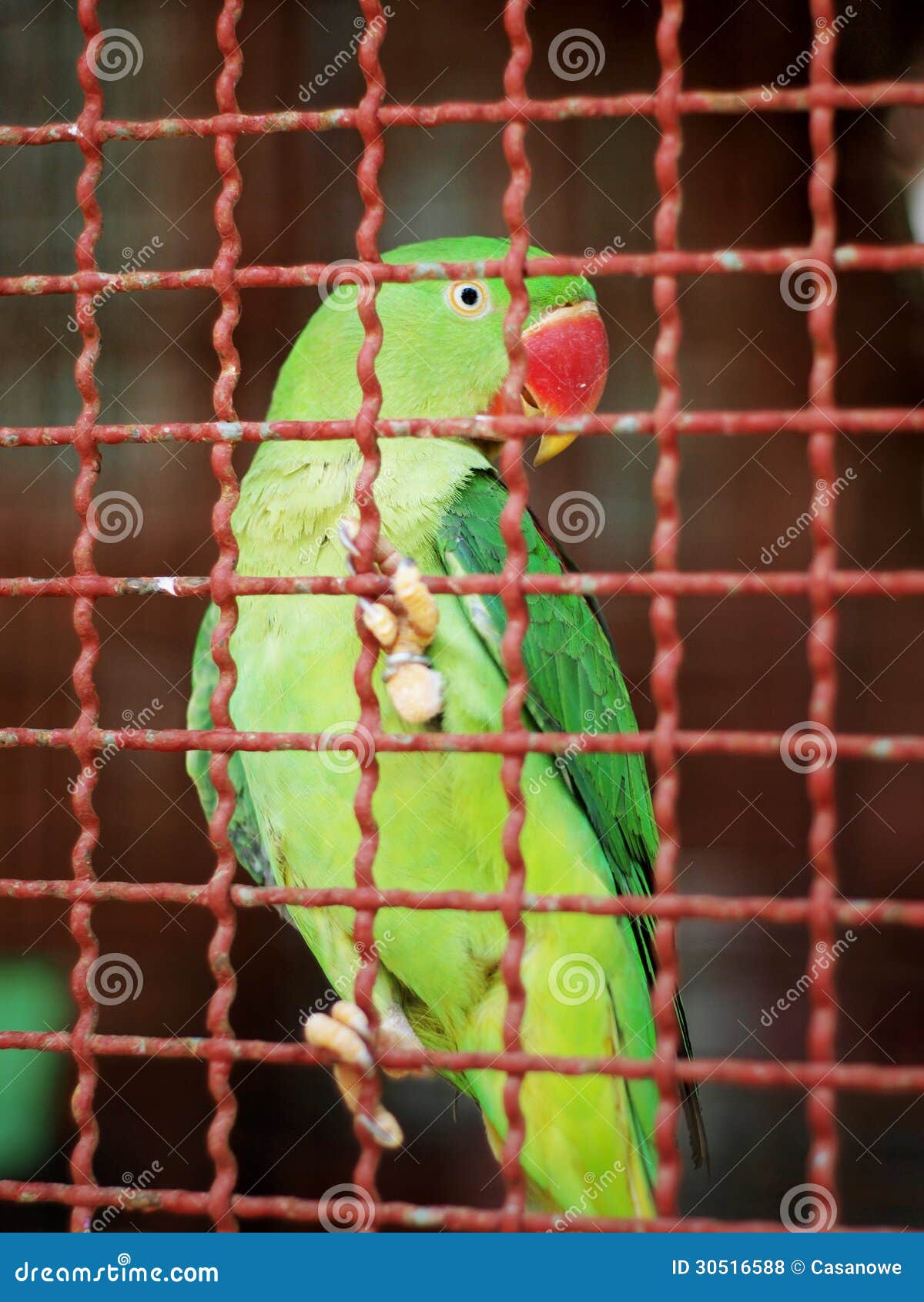 Green parrot in cage stock photo. Image of feathers, claws - 30516588