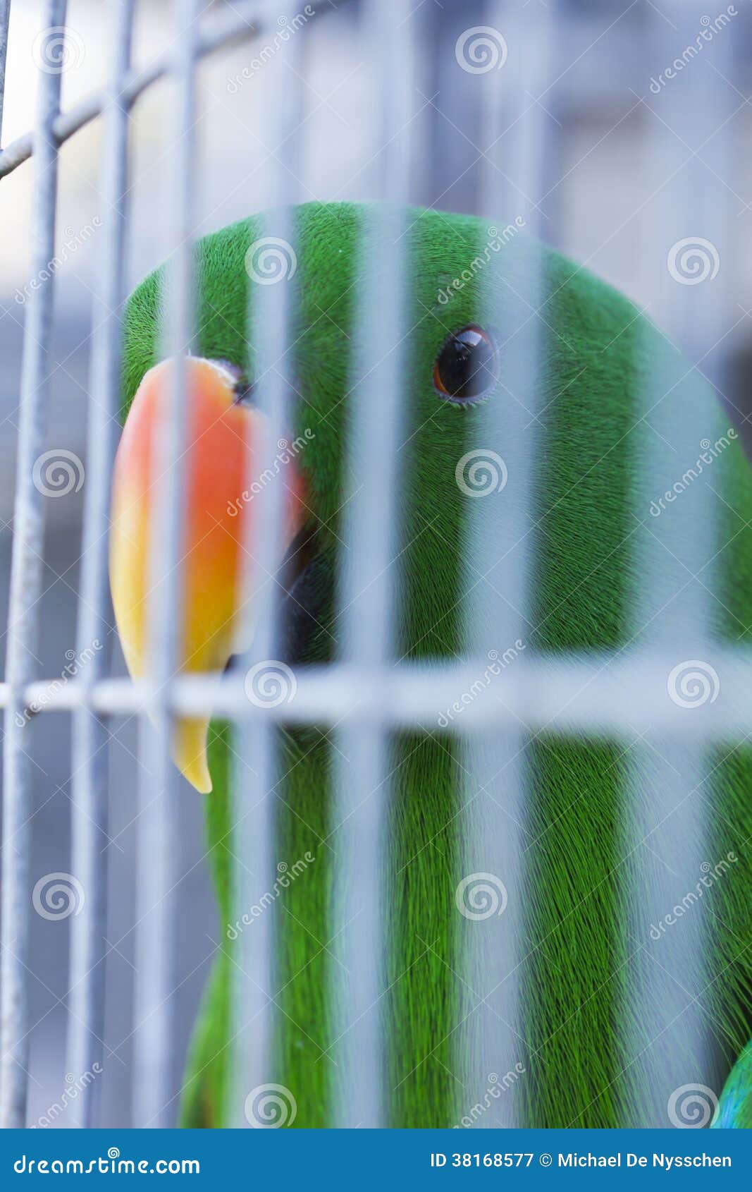 Green parrot in a cage stock image. Image of exotic, green - 38168577