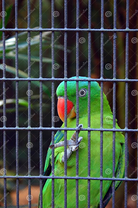 Green parrot in cage stock photo. Image of captivity, conservation ...