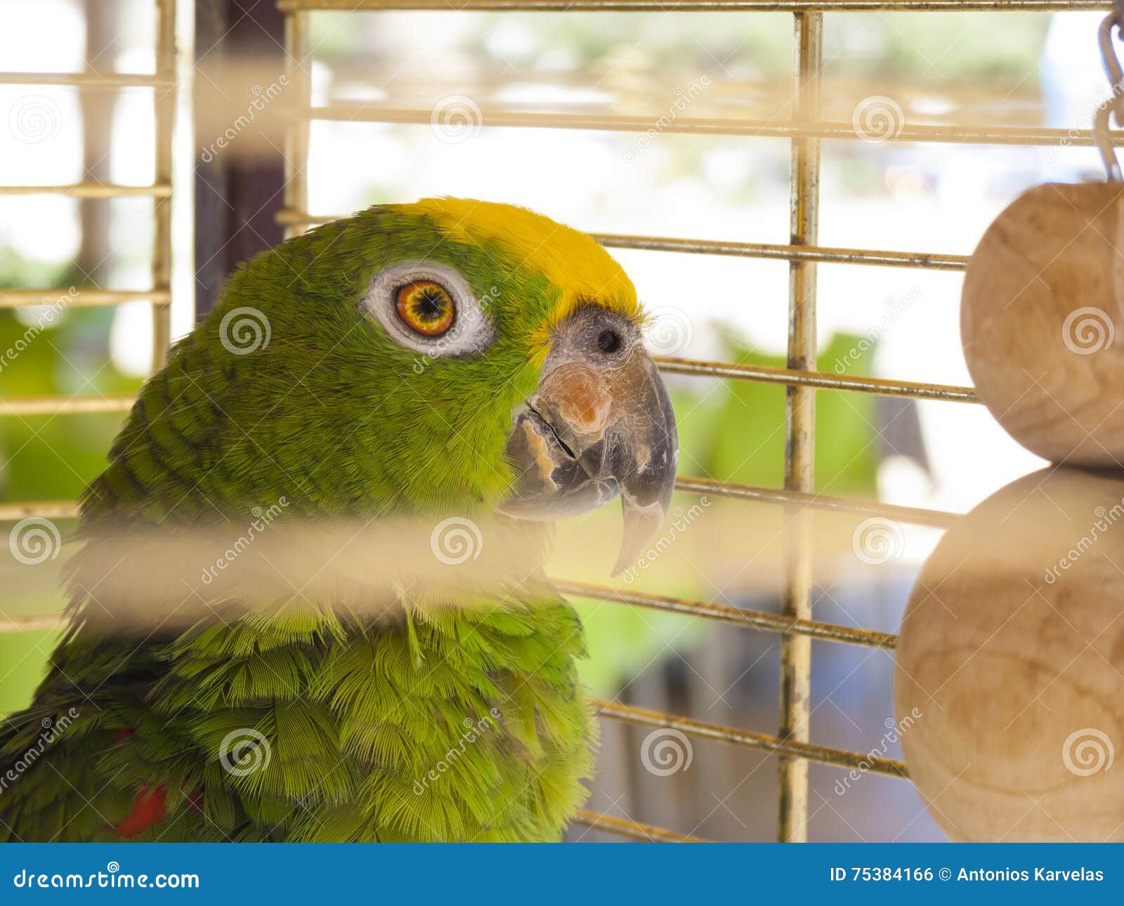 Green parrot in a cage stock photo. Image of exotic, beak - 75384166