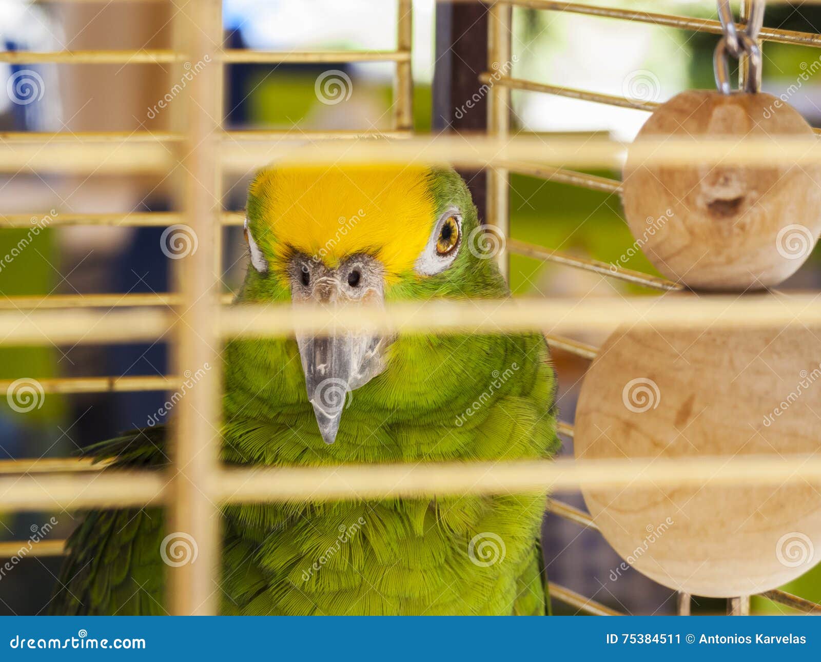 Green parrot in a cage stock image. Image of background - 75384511