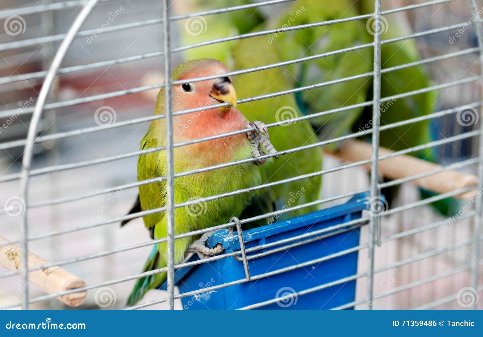 Green parrot in a cage stock photo. Image of wild, color - 71359486