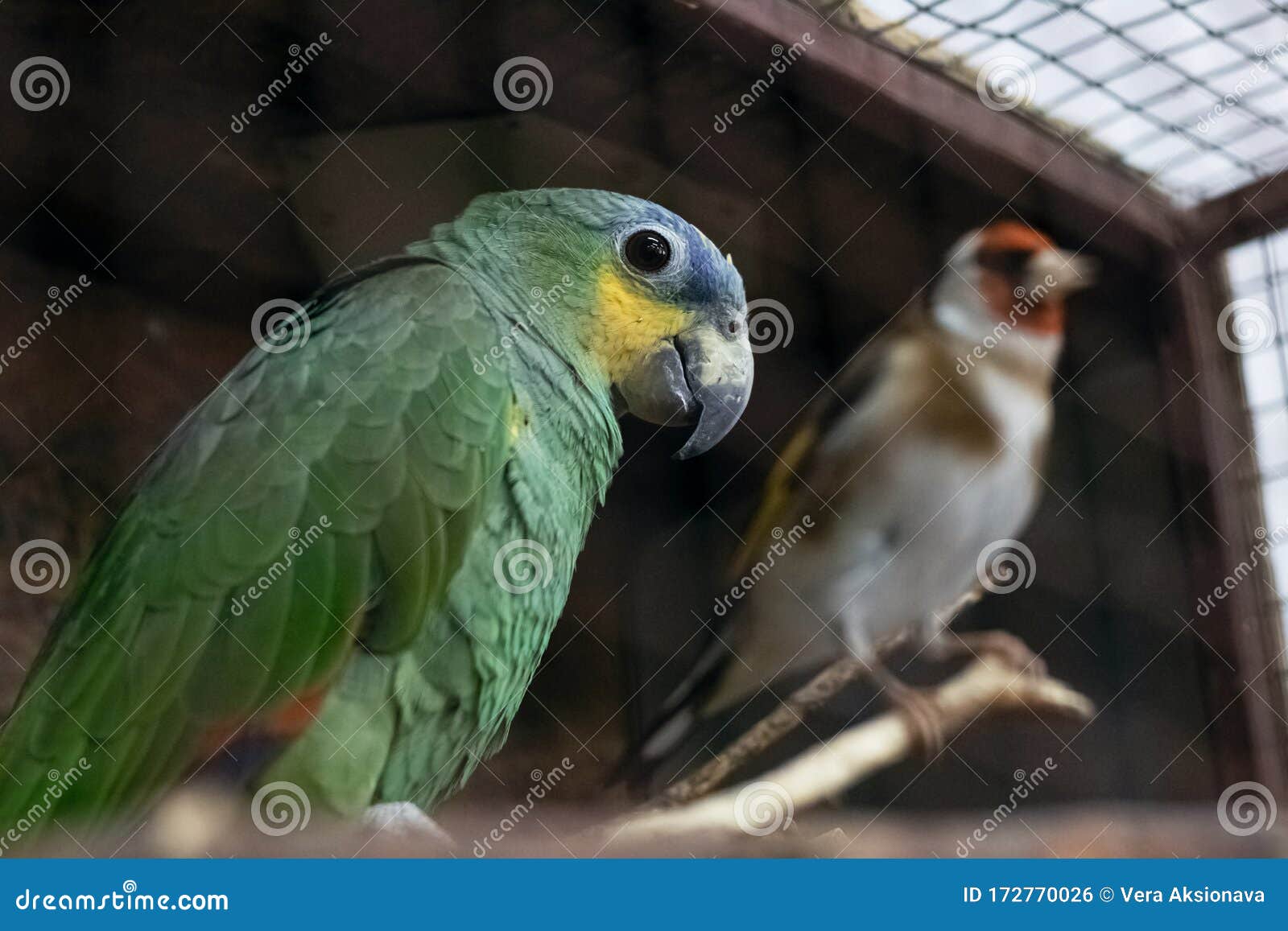 Green Parrot in a Cage Close Up Stock Photo - Image of perching ...