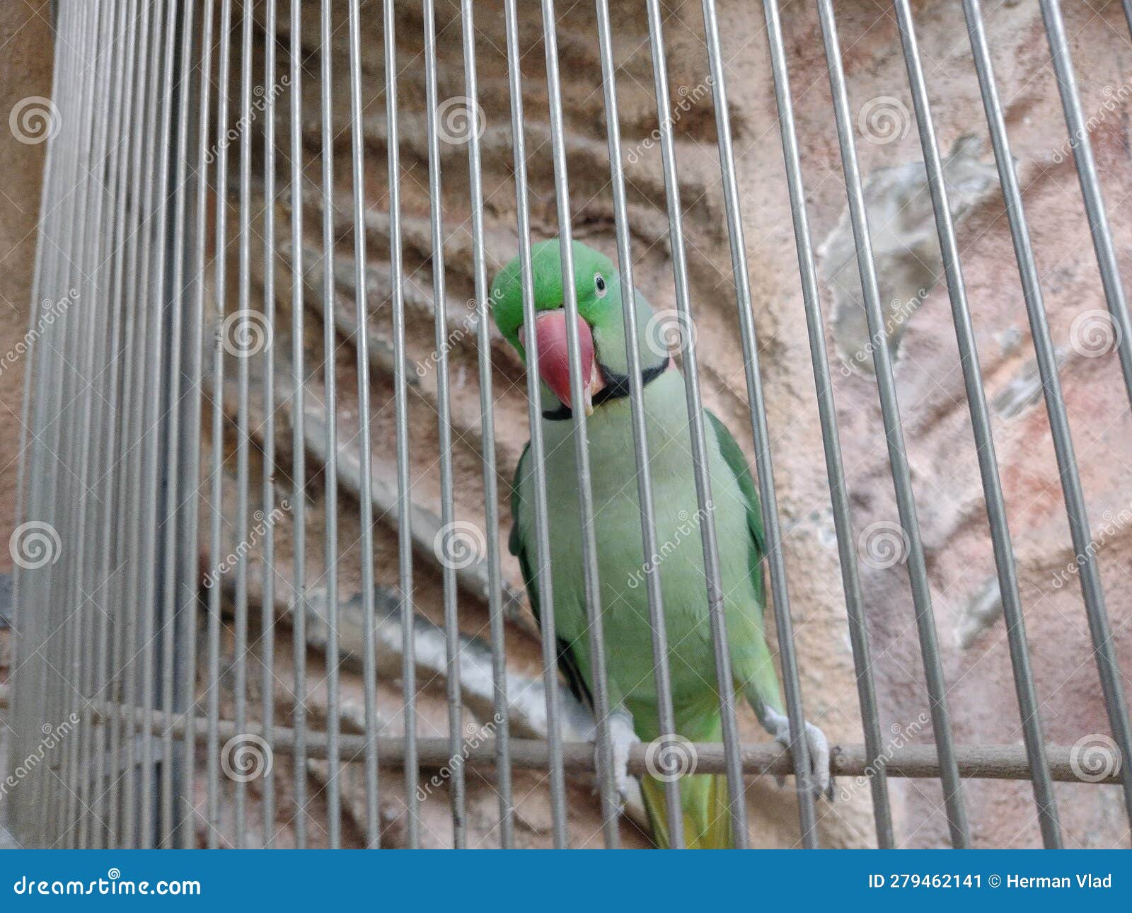 Green parrot in a cage stock image. Image of natural - 279462141