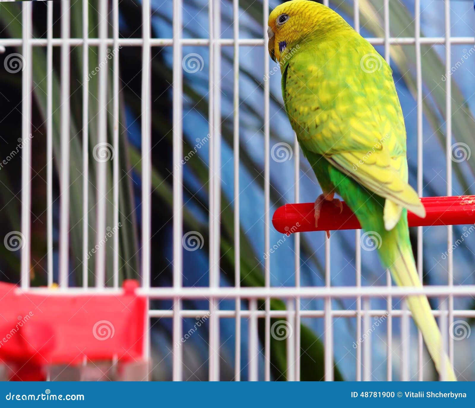 Green parrot in a cage stock photo. Image of canary, budgie - 48781900