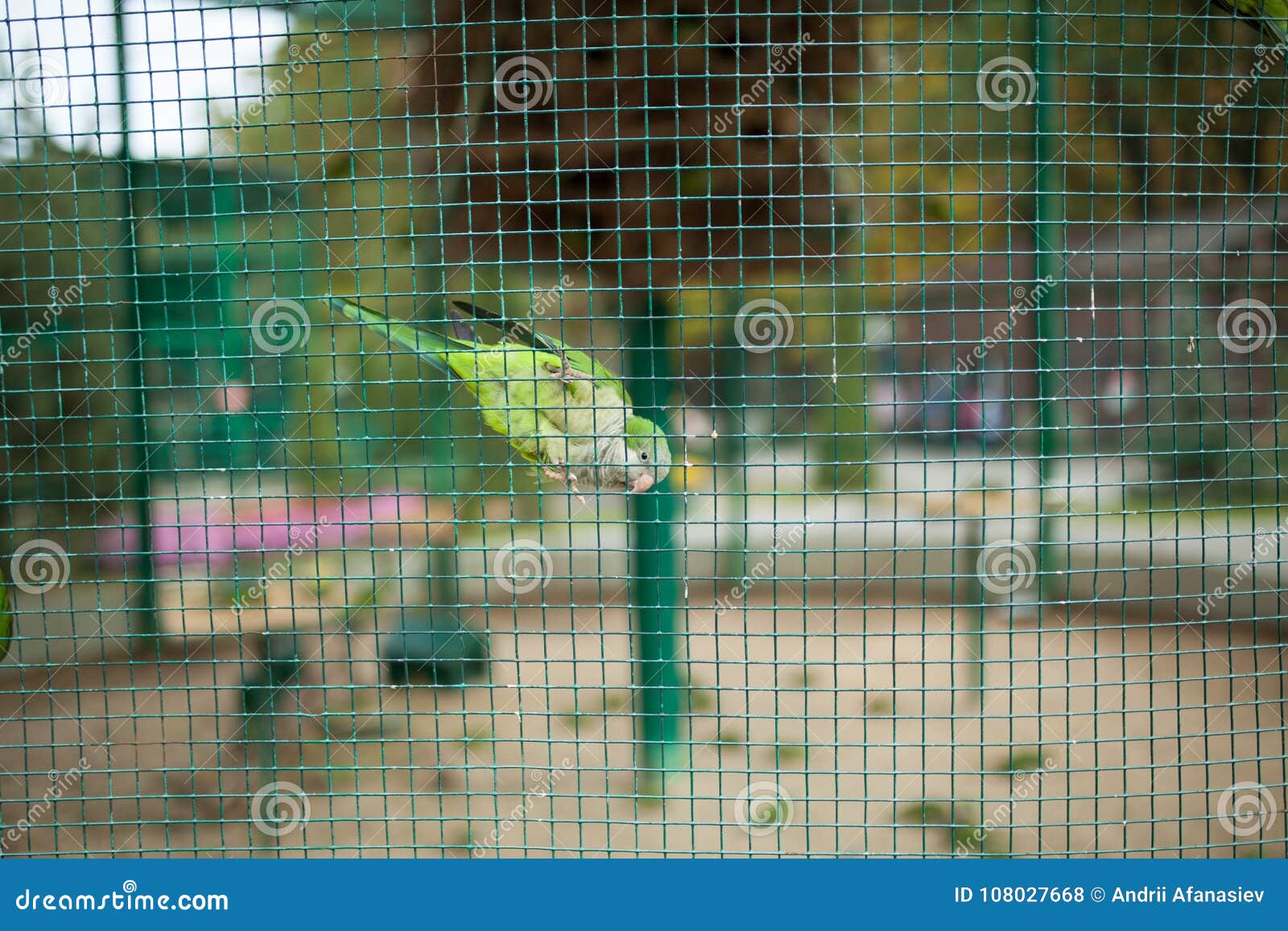 Green Parrot in a Cage in the Zoo Stock Photo - Image of cage, bird ...