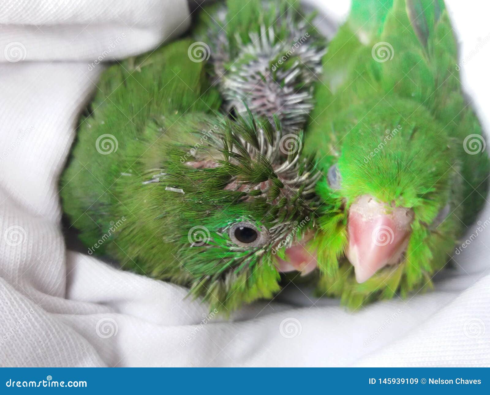 Green parrot chicks stock image. Image of breeding, animals - 145939109
