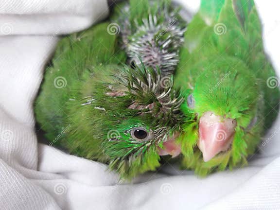 Green parrot chicks stock image. Image of breeding, animals - 145939109