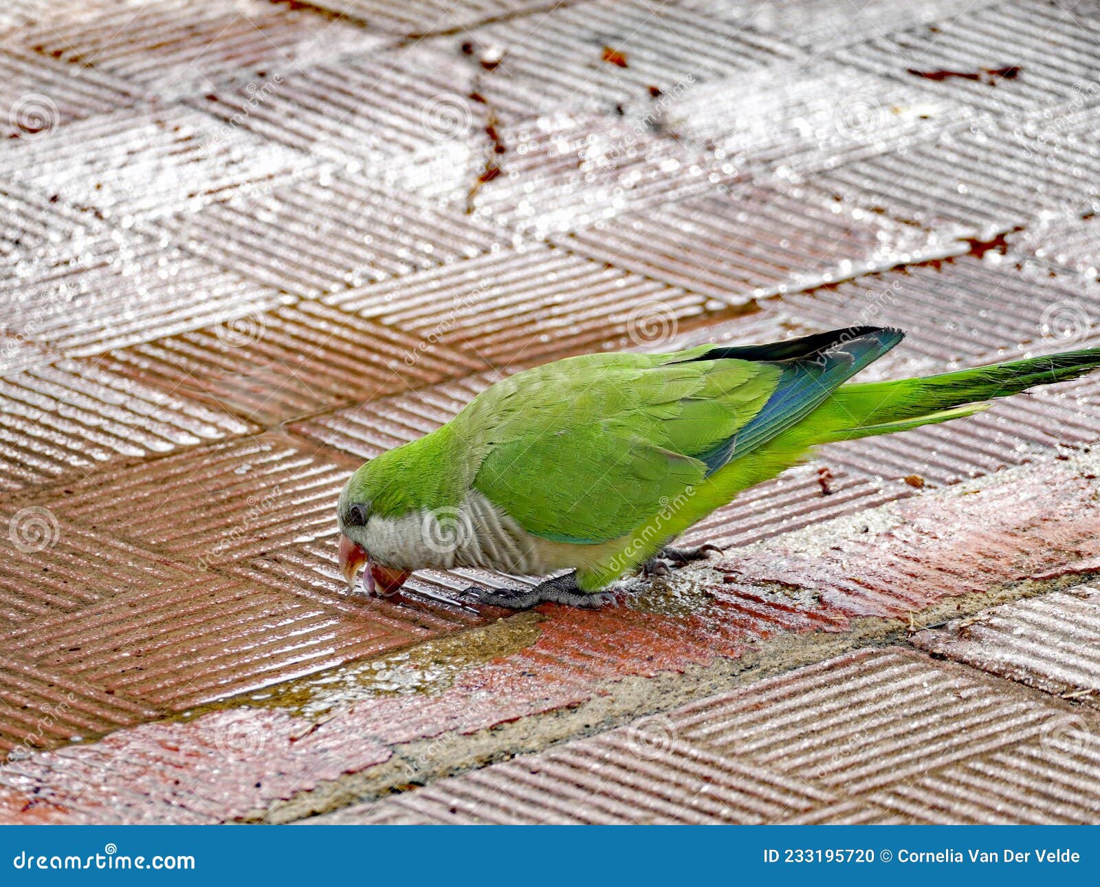 Green Parrot Drinking Water from the Sidewalk Stock Photo - Image of ...