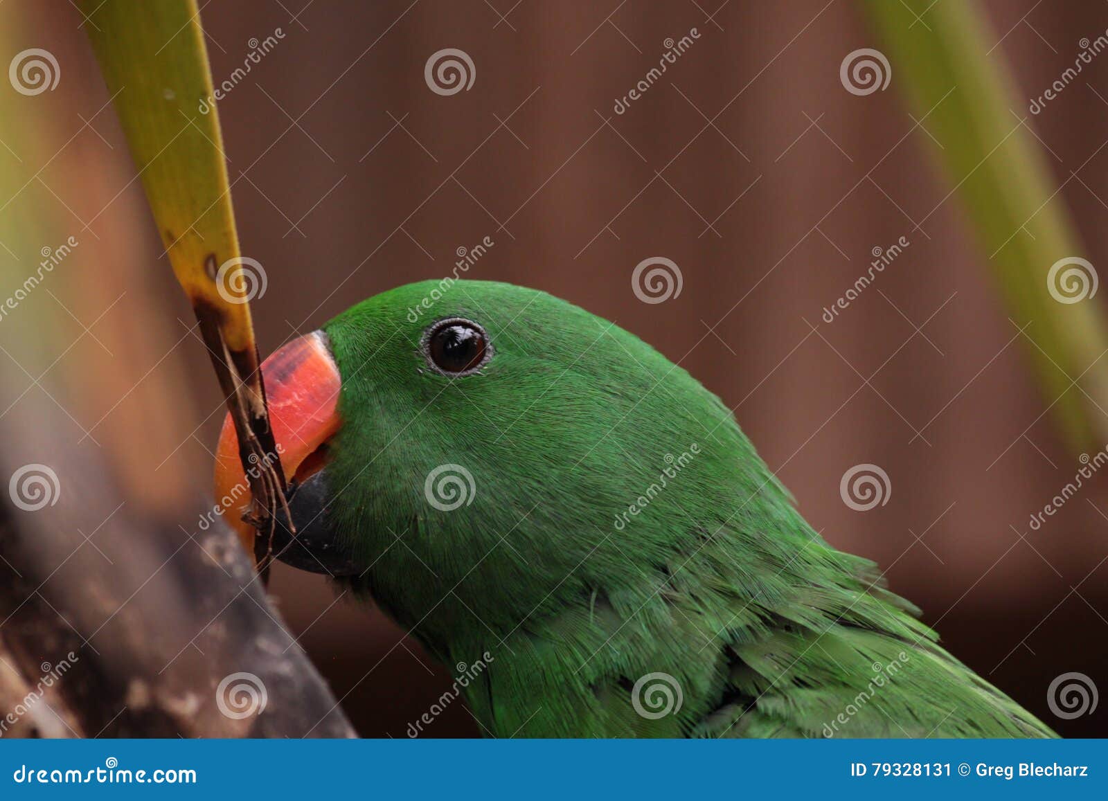 Green Parrot stock image. Image of heads, gran, colourful - 79328131