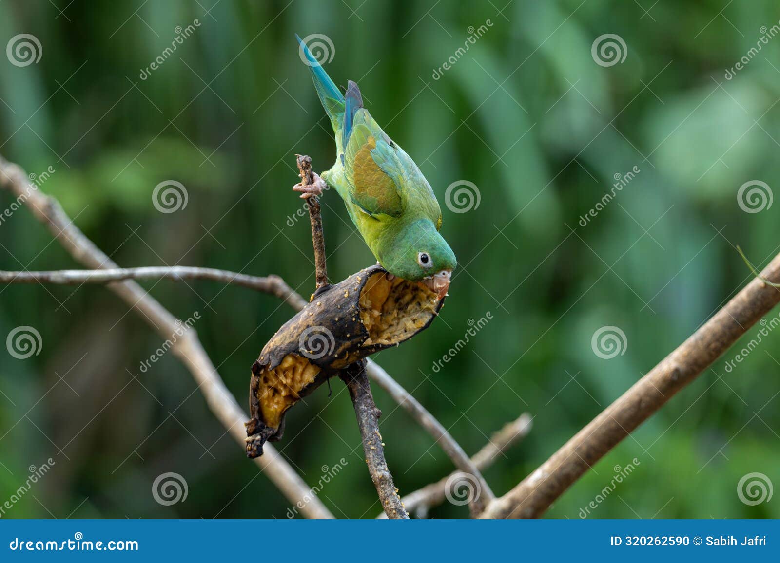 A Green Parrot Eating a Banana Stock Photo - Image of leaf, colorful ...
