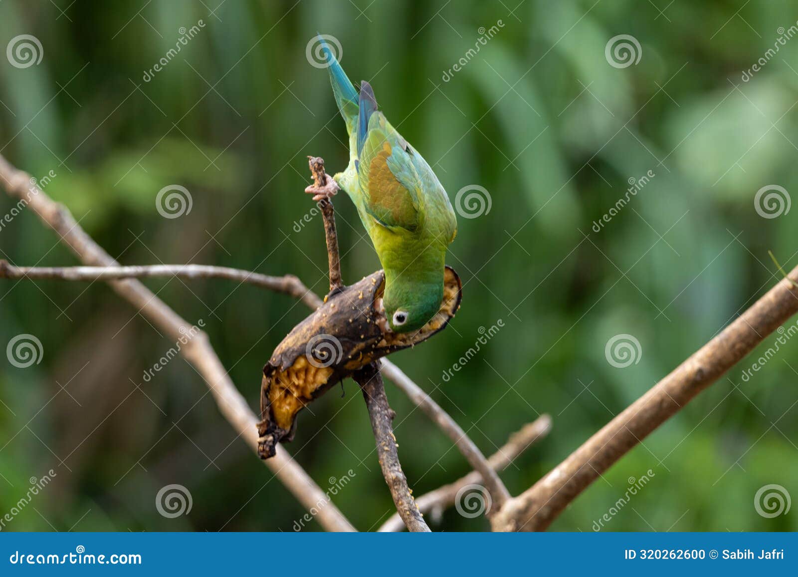 A Green Parrot Eating a Banana Stock Photo - Image of tropical, wild ...