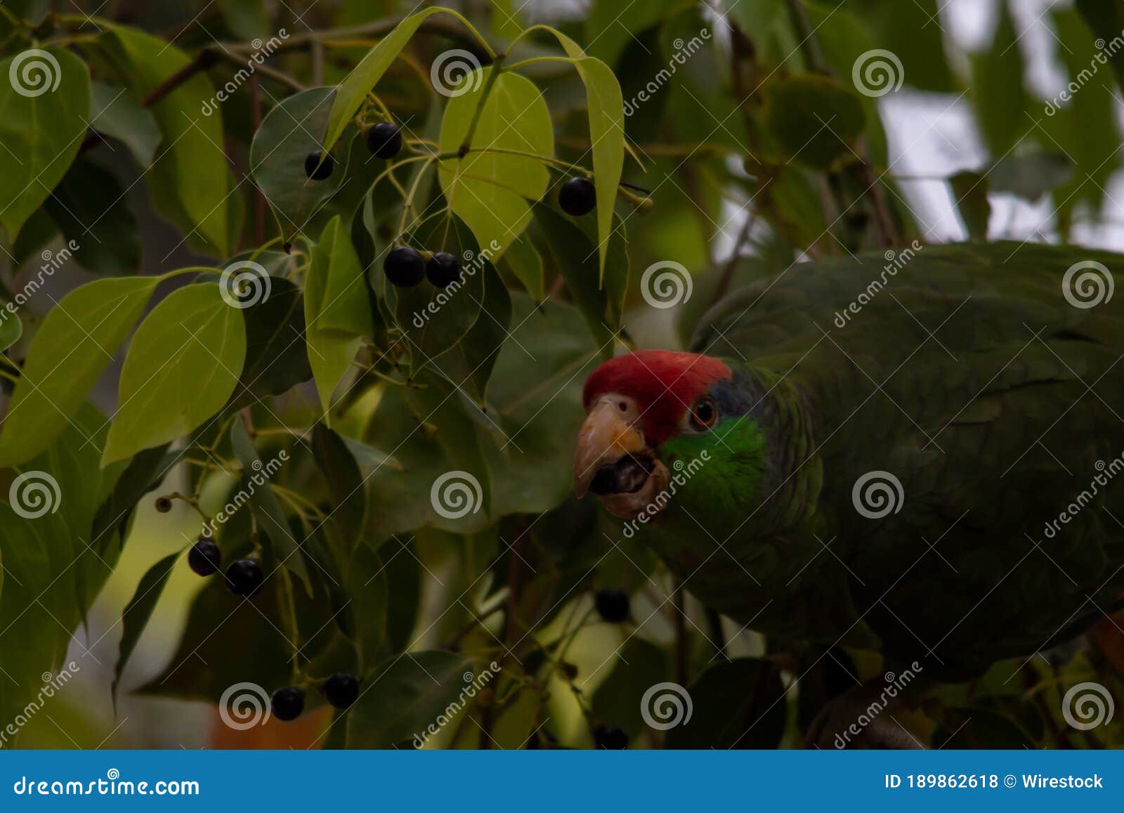 Green Parrot Eating Berries on a Tree Branch Stock Photo - Image of ...