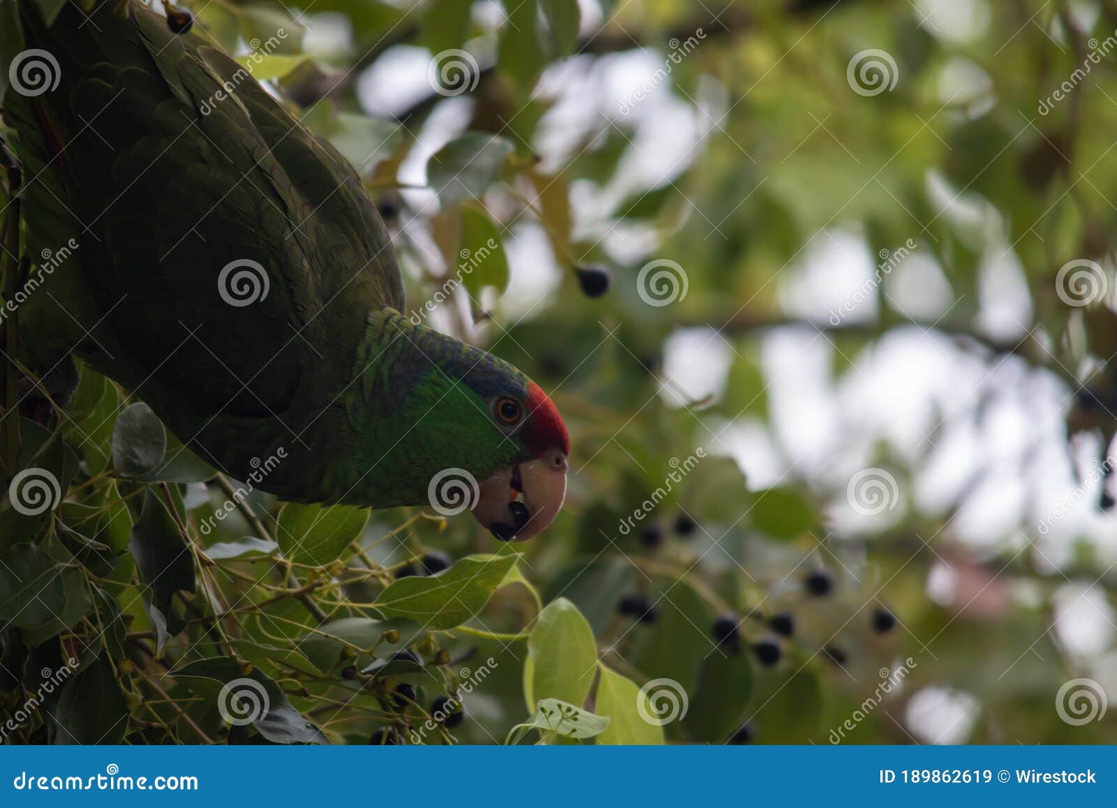 Green Parrot Eating Berries on a Tree Branch Stock Image - Image of ...