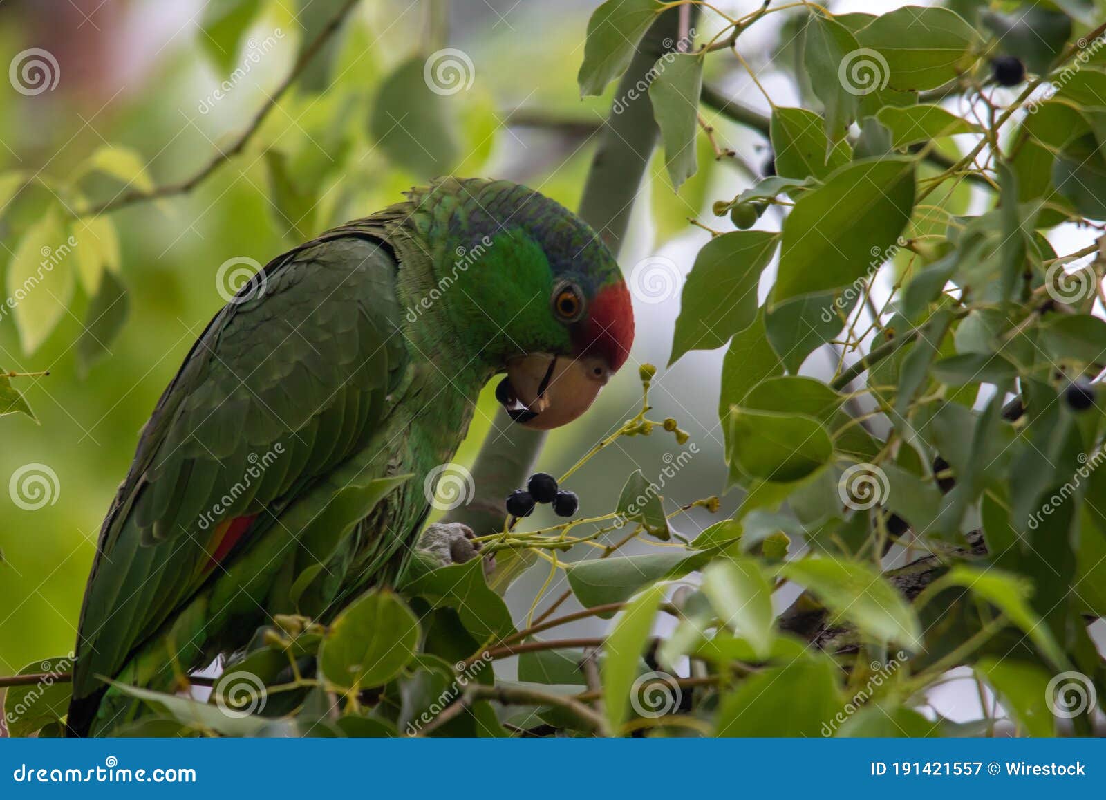 Green Parrot Eating Berries on a Tree Branch Stock Image - Image of ...