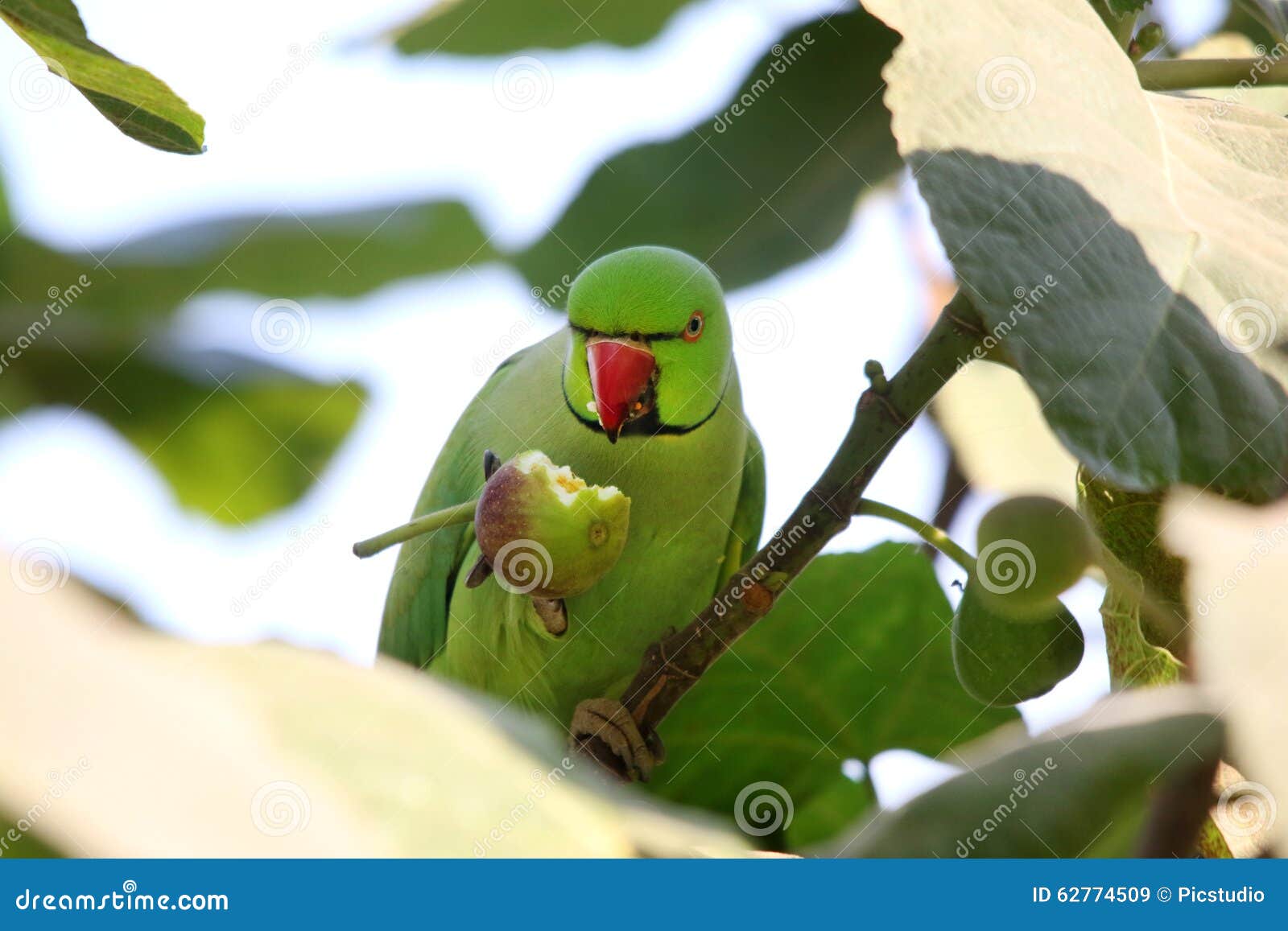 Green parrot stock image. Image of parrot, branch, wild - 62774509