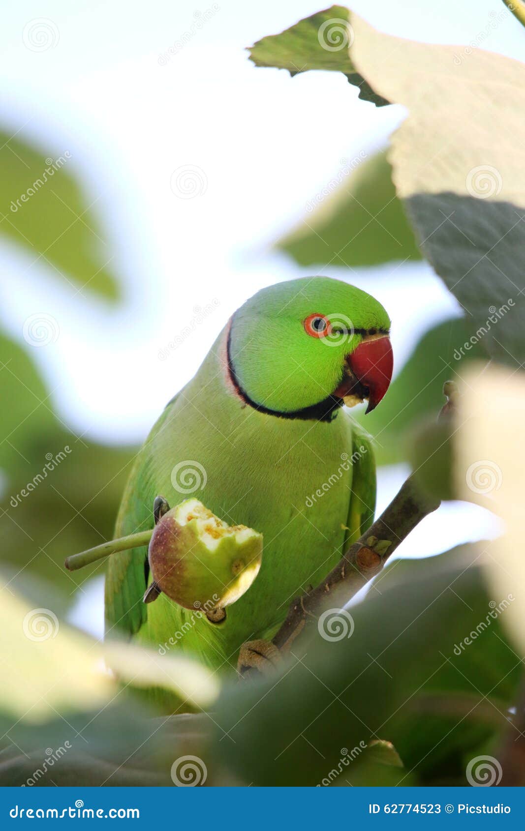 Green parrot stock image. Image of parrot, closeup, eating - 62774523