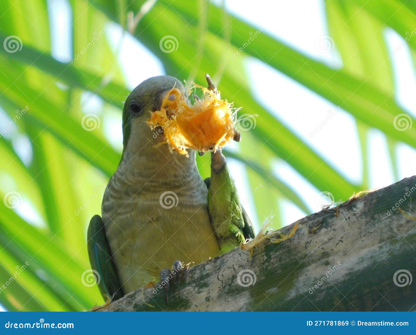 Green Parrot Eating Under a Palm Tree Stock Image - Image of branch ...