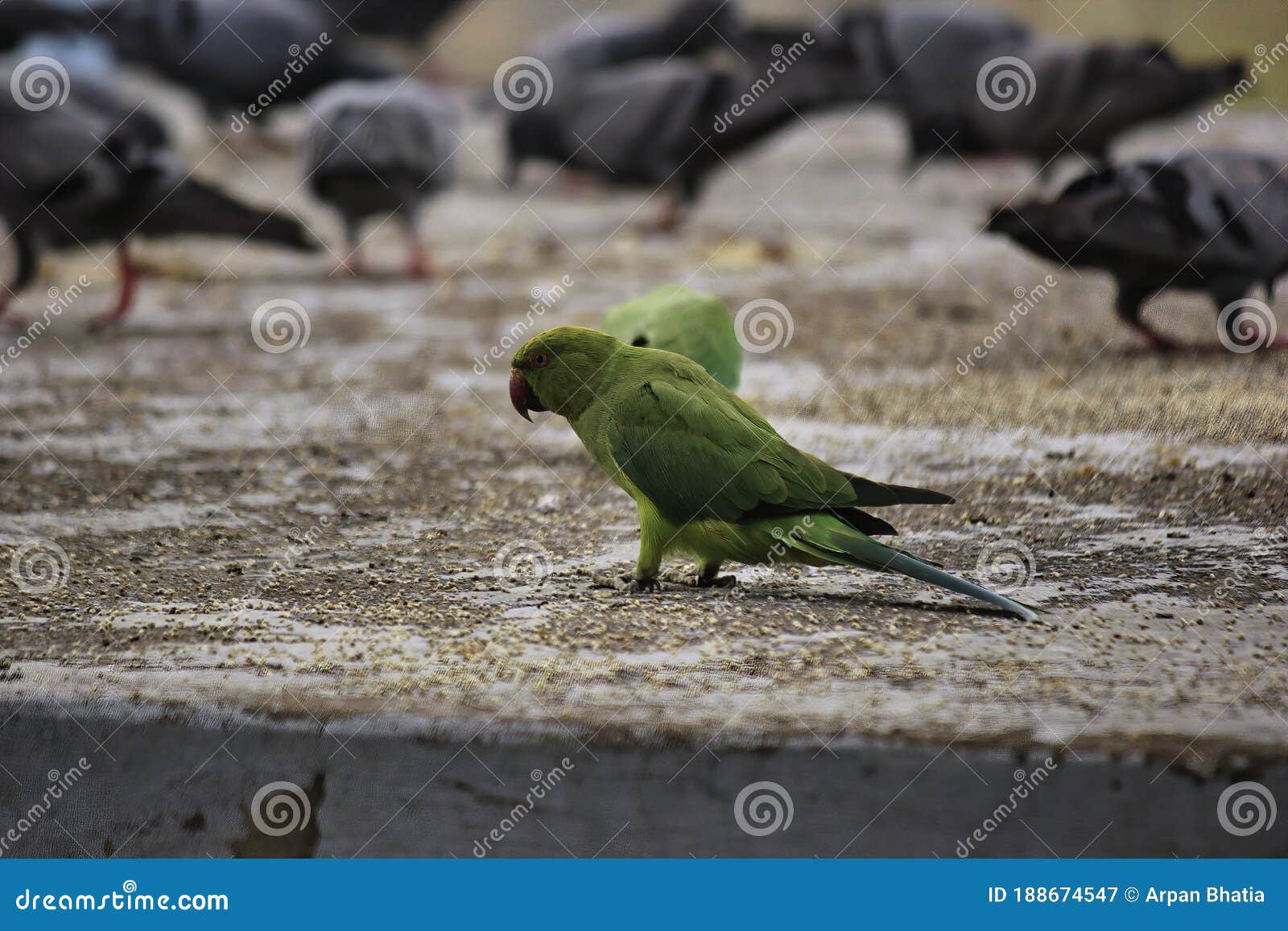 A Green Parrot in a Group of Pigeon Stock Image - Image of domestic ...