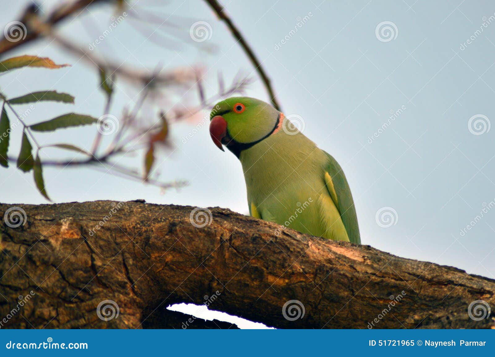 Green Parrot on Branch of Neem Tree Stock Image - Image of clicked ...