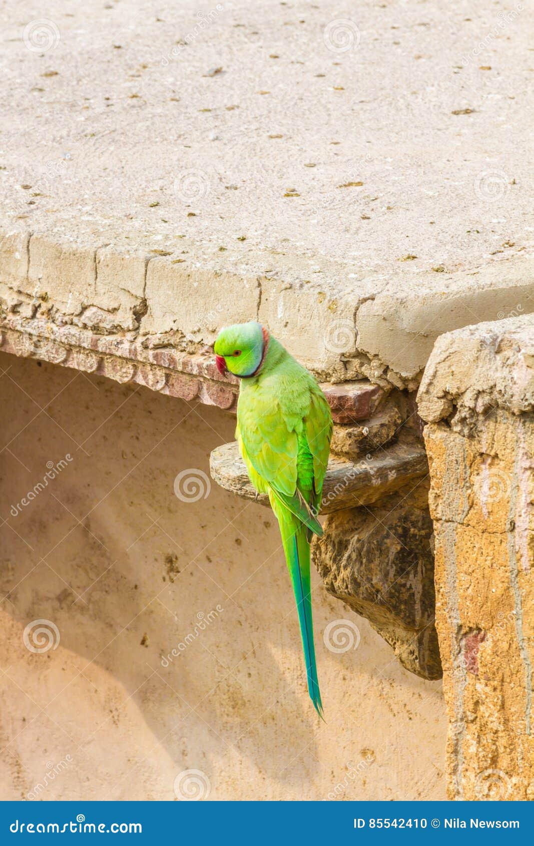 Green Parrot in India stock photo. Image of wild, animal - 85542410