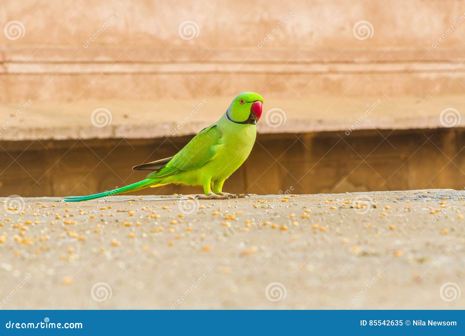 Green Parrot in India stock image. Image of bright, sandstone - 85542635
