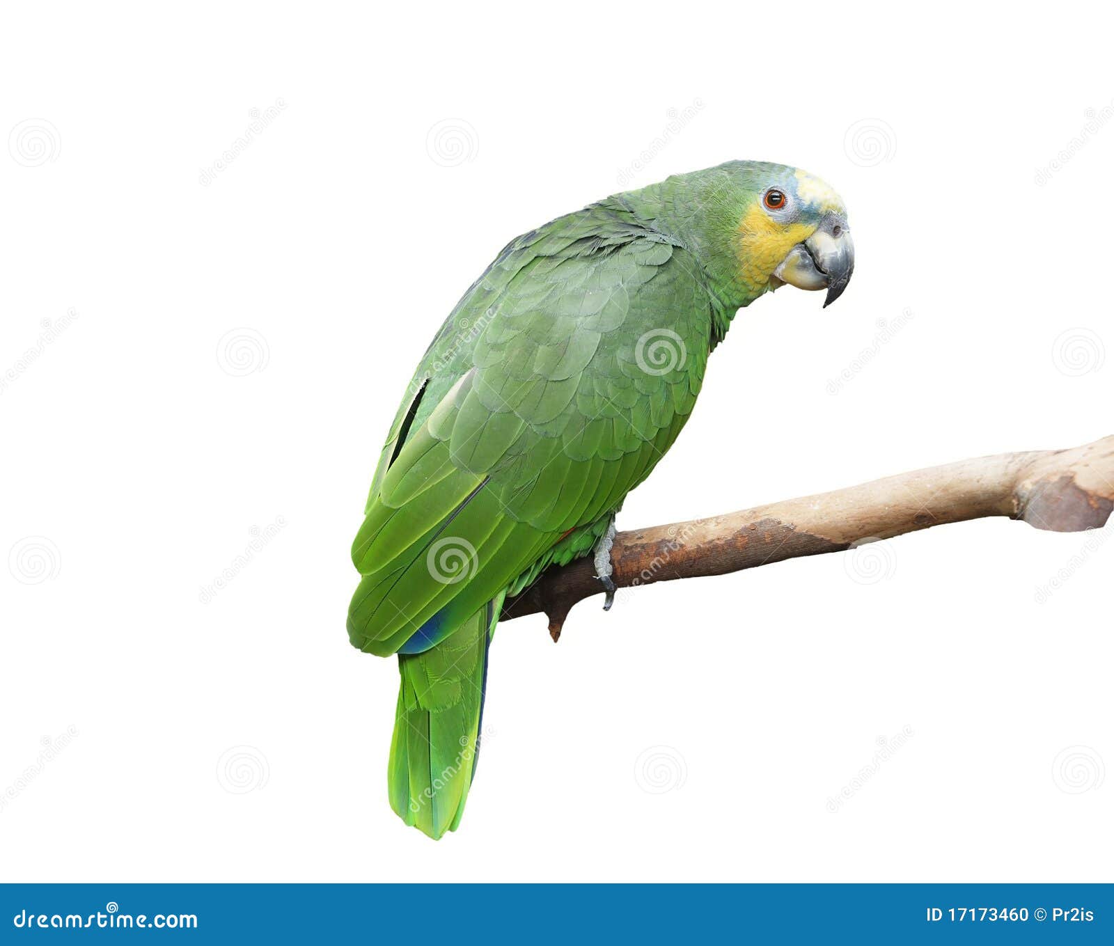 Green parrot, isolated stock photo. Image of bird, exotic - 17173460