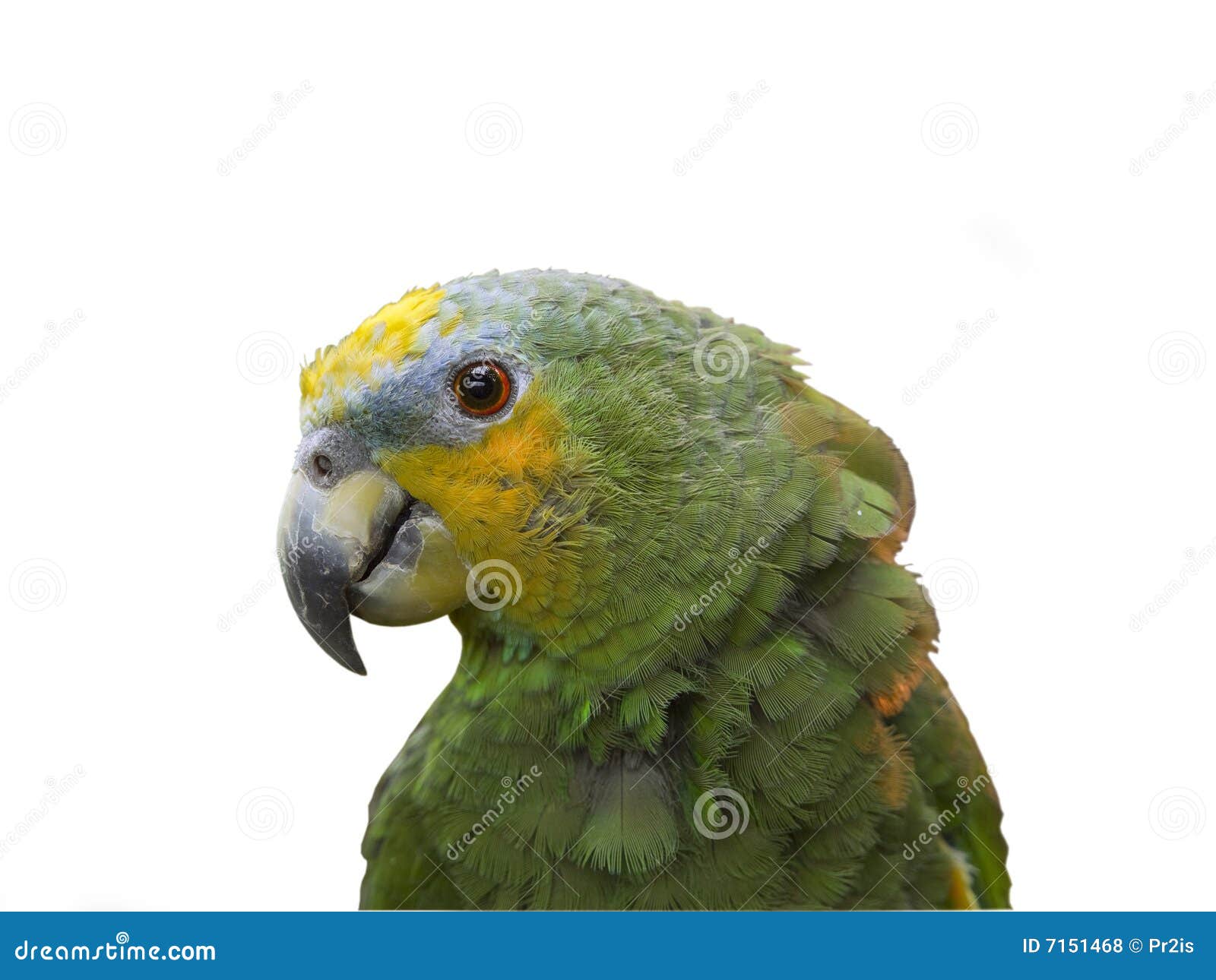 Green parrot isolated stock photo. Image of tropical, white - 7151468