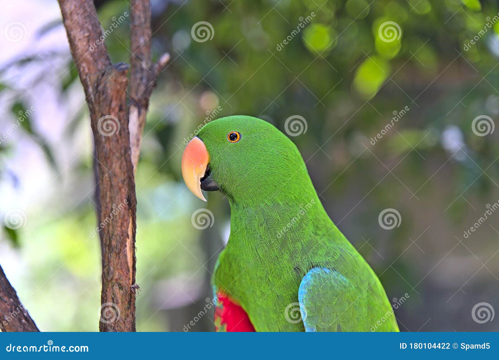 Green Parrot Looking Sideways of the Camera Stock Photo - Image of ...