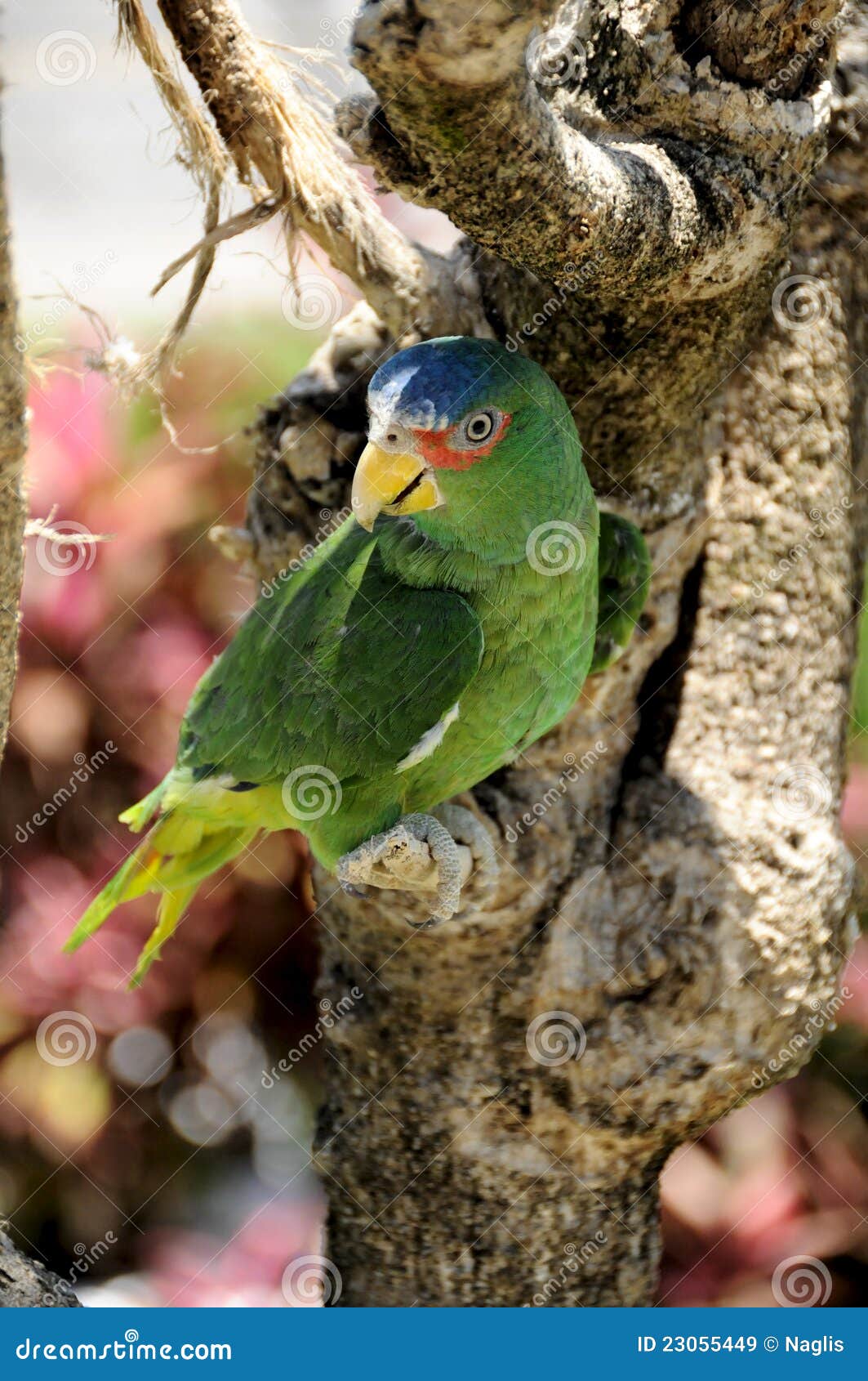 Green parrot, Mexico stock image. Image of beak, mexico - 23055449