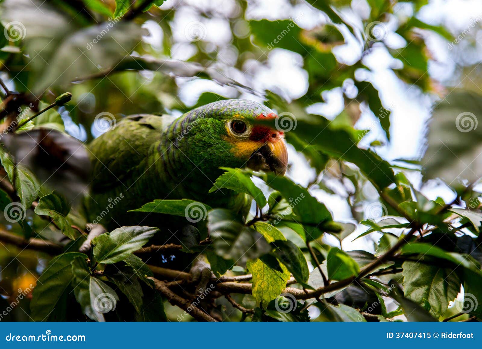 Green parrot stock image. Image of animal, camouflage - 37407415