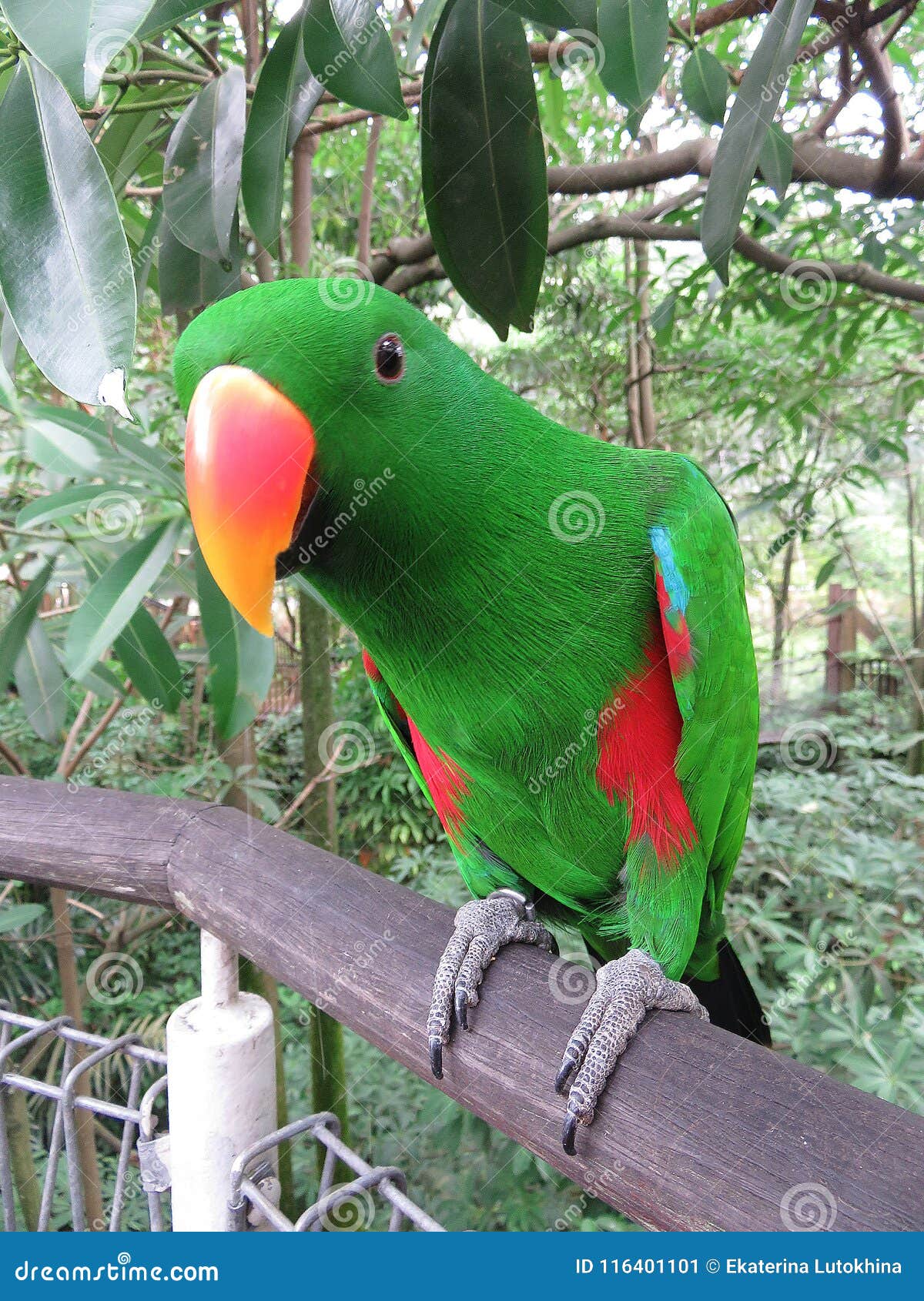 Green Parrot in the Park Singapore Stock Image - Image of wing, park ...