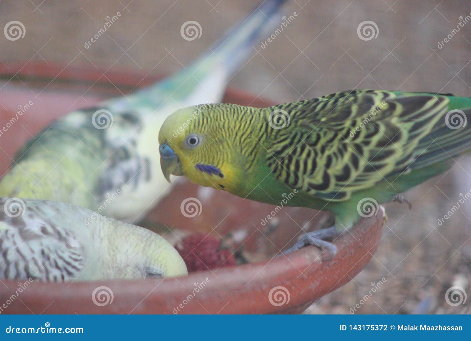 Green parrot stock photo. Image of green, sitting, bird - 143175372
