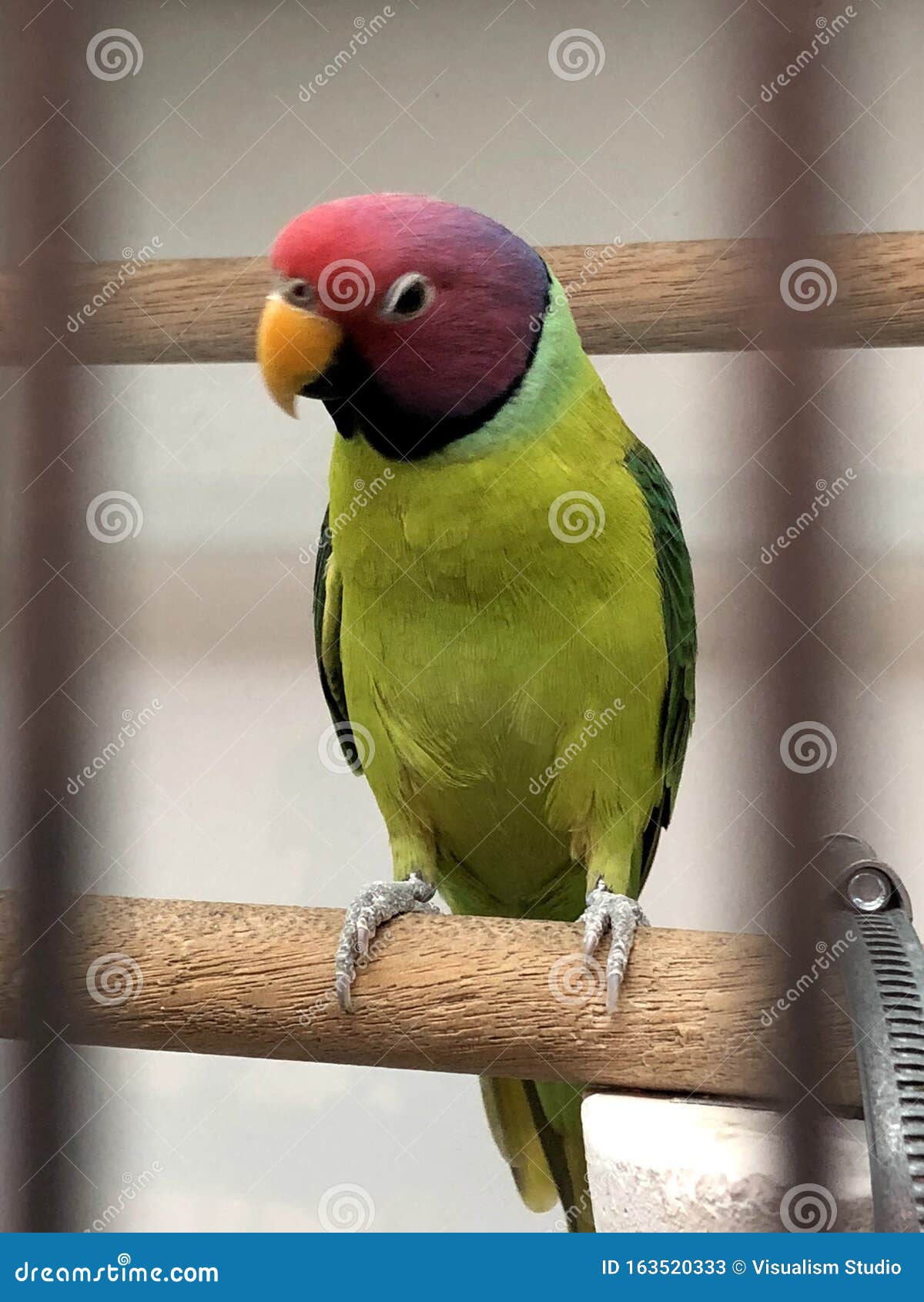 A Green Parrot Perched on a Tree Trunk Stock Image - Image of fauna ...