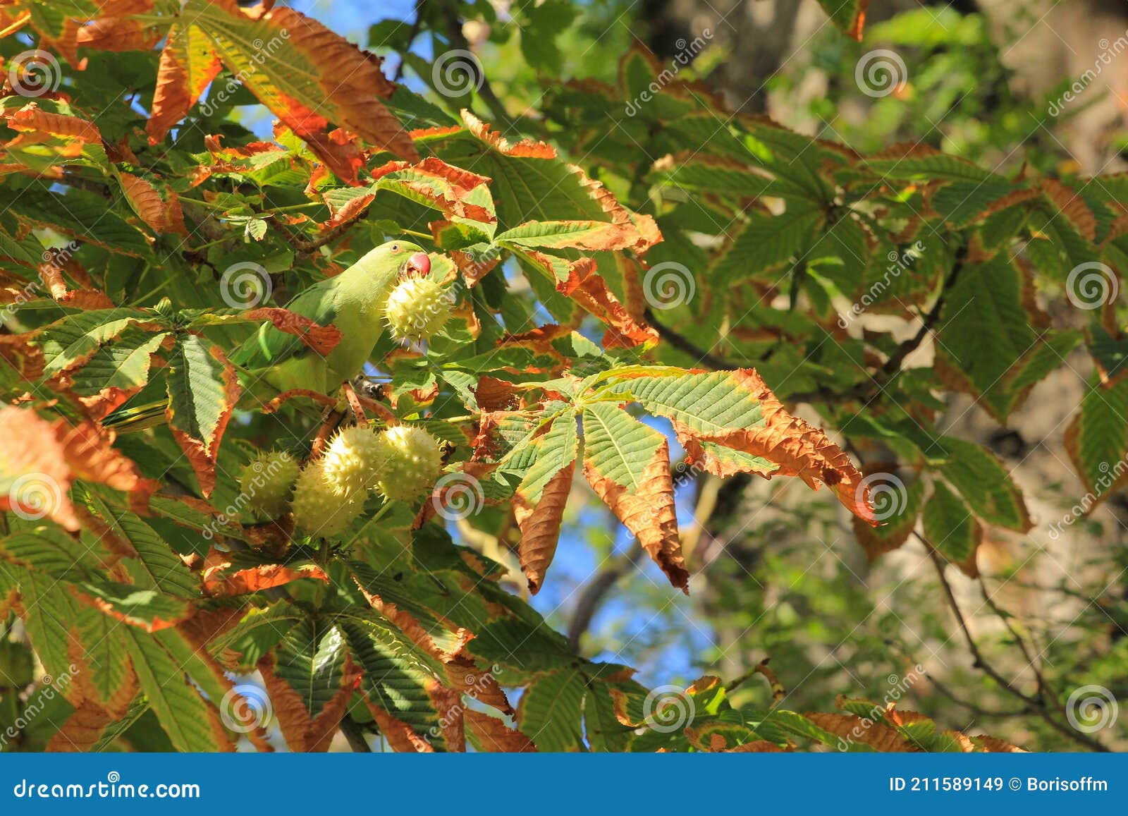 A Green Parrot Picks a Chestnut Stock Image - Image of foliage ...