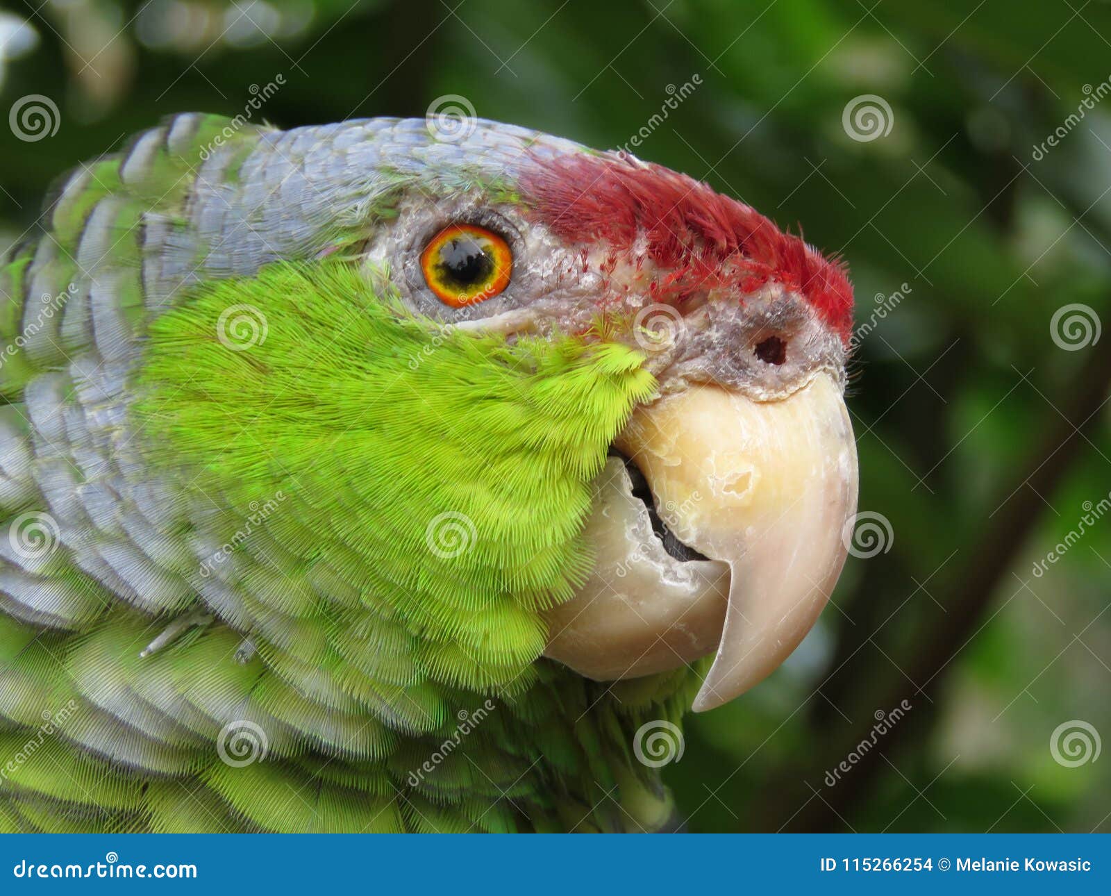 Green parrot pose stock photo. Image of nature, colors - 115266254