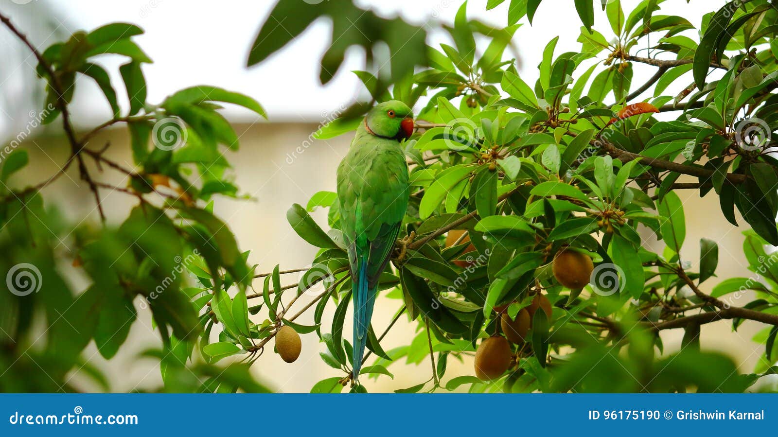 Green parrot posing stock photo. Image of portrait, parrot - 96175190