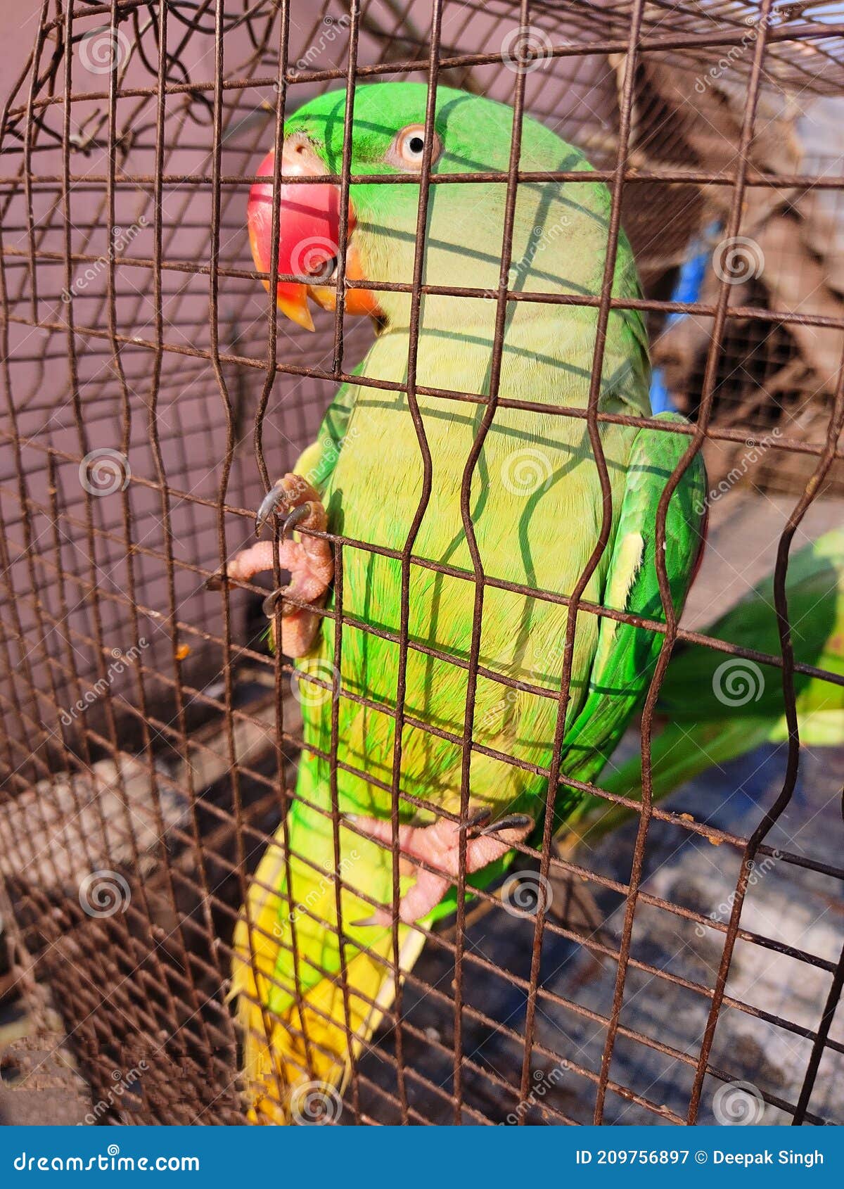 Himalayan Parrot Stock Photos - Free & Royalty-Free Stock Photos from ...