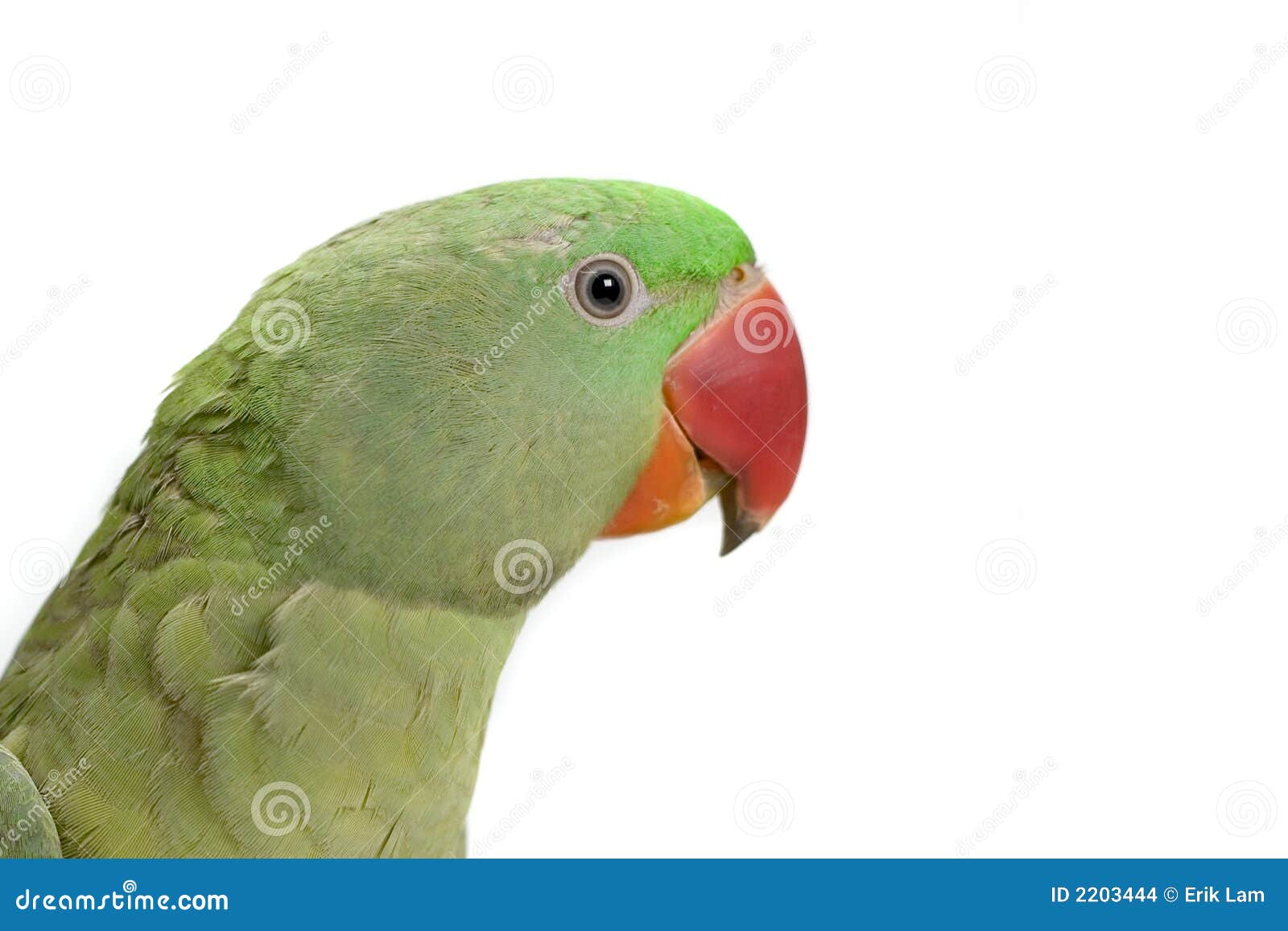 Green parrot profile stock photo. Image of joyful, animal - 2203444