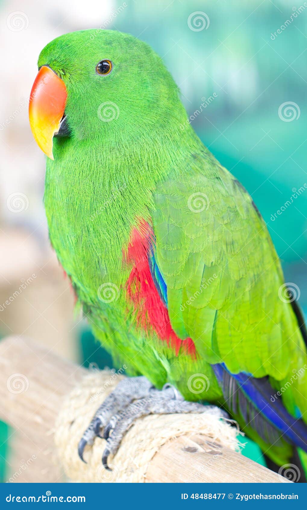 Green Parrot. stock image. Image of bright, life, beautiful - 48488477