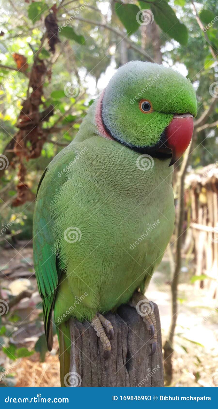 A Green Parrot Sit in a Tree Stock Image - Image of world, bird: 169846993