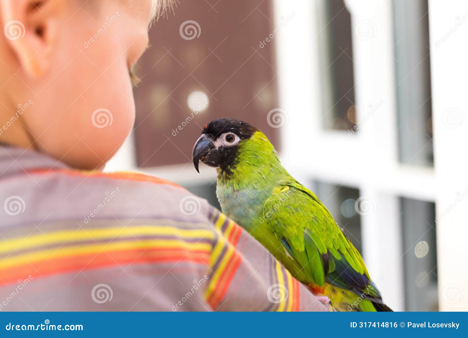 Green Parrot Sitting at Boy Stock Photo - Image of position, party ...