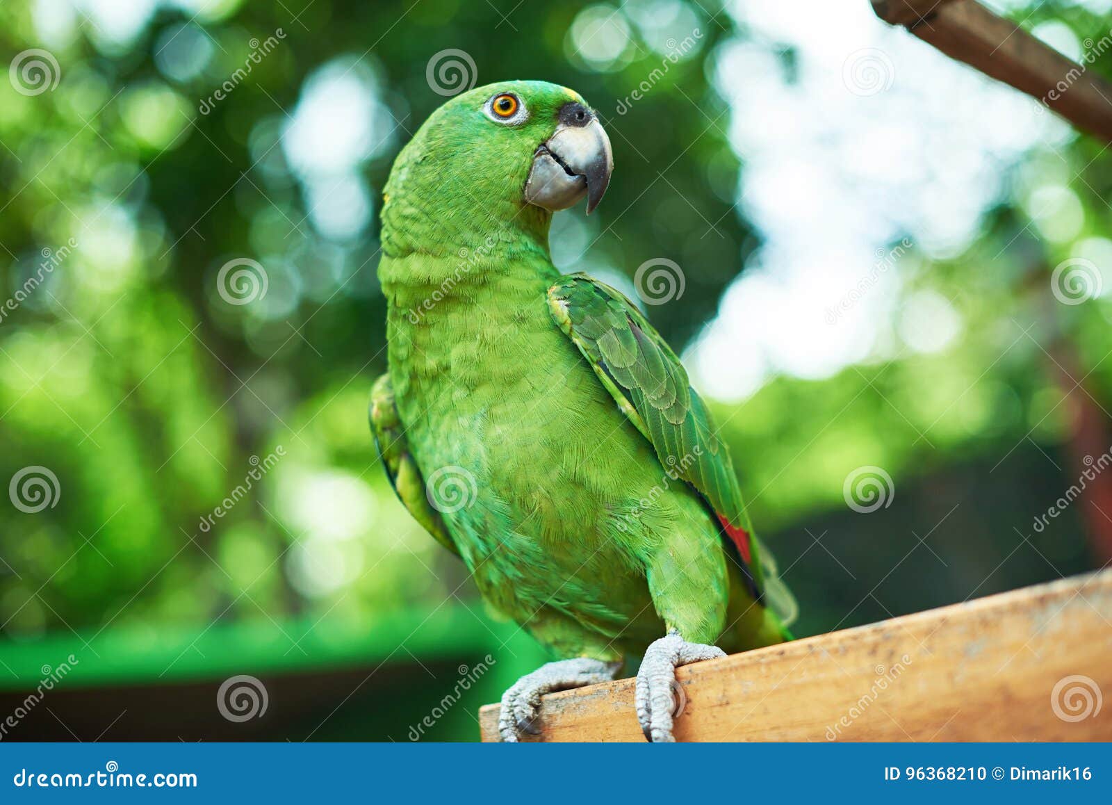 Green Parrot Sitting on Branch Stock Photo - Image of perch, parrot ...