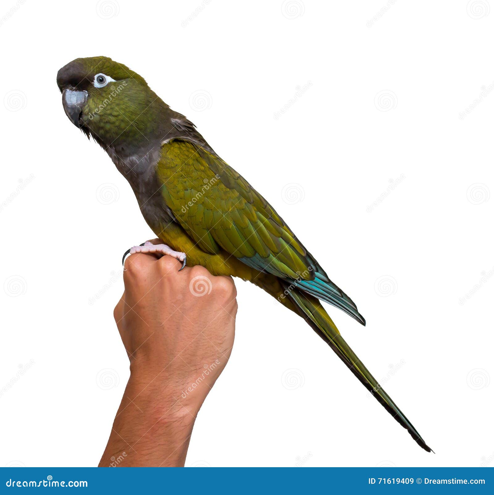 Green Parrot Sitting on Man S Hand Stock Image - Image of animal, cute ...