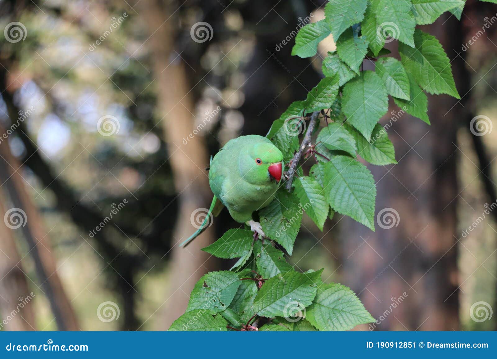 Green Parrot Sitting on a Tree Branch Stock Image - Image of bird ...