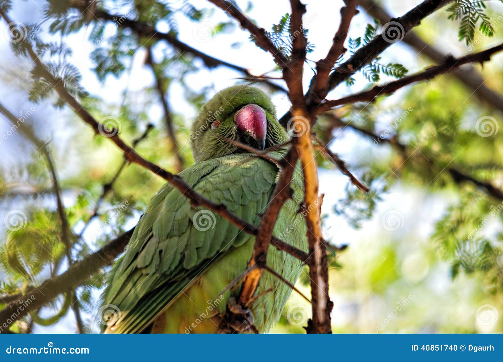 Green Parrot Sleeping stock photo. Image of bird, sleeps - 40851740