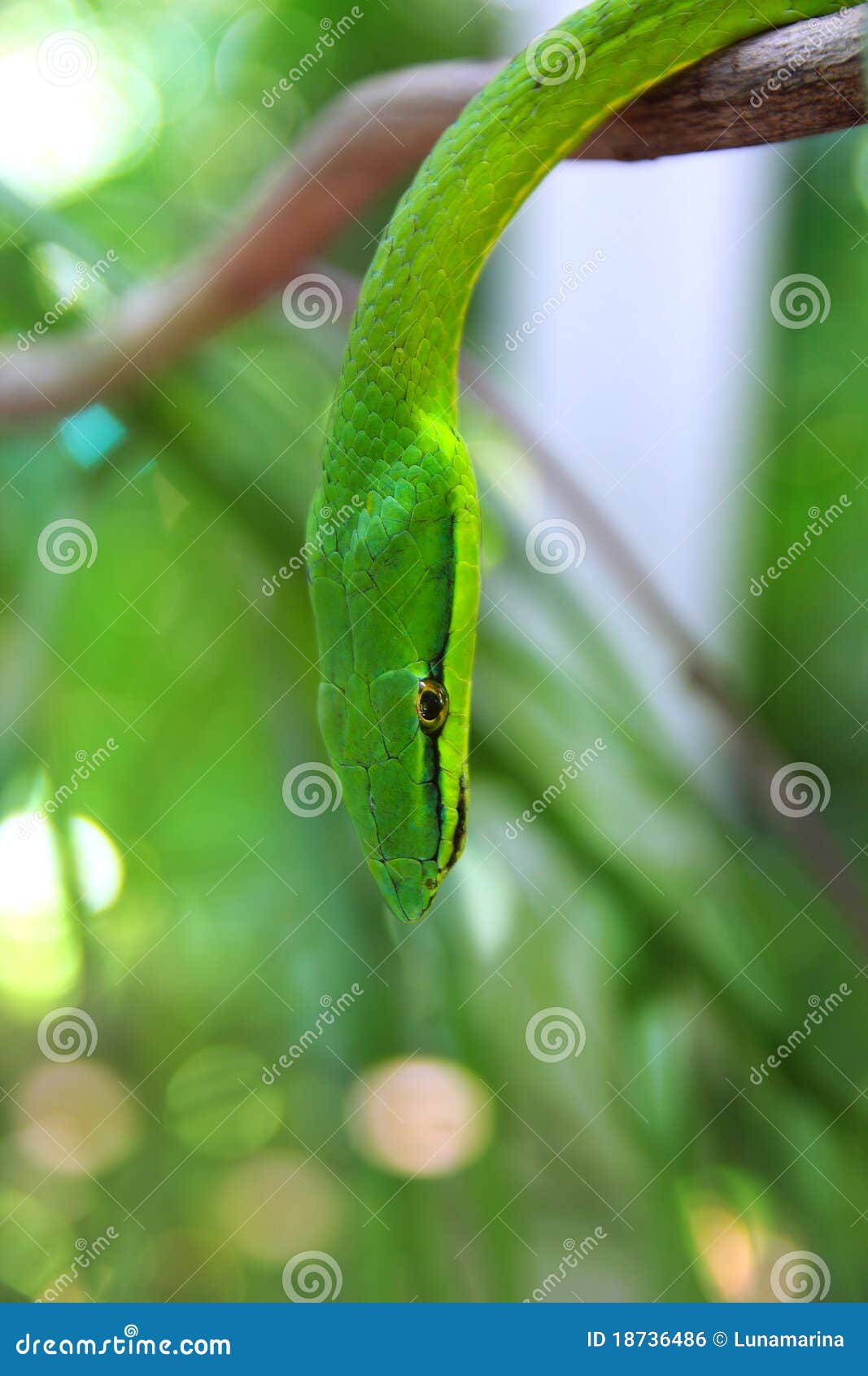 Green Parrot Snake Leptophis Ahaetulla Stock Photo - Image of mexican ...
